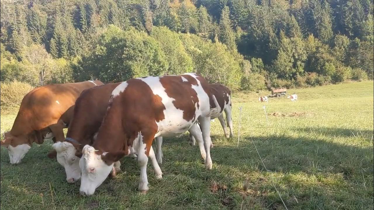 Hello cows - YouTube