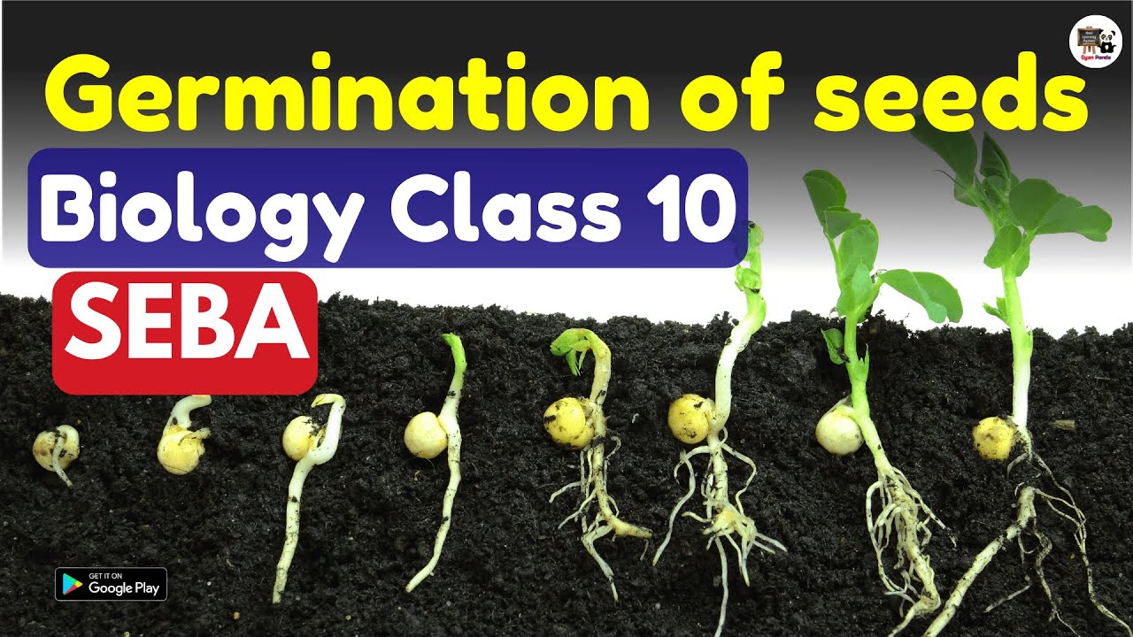 Germination of seeds | Class 10 biology chapter 8 | How do organisms ...