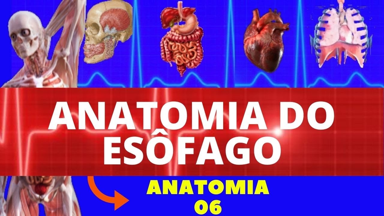 ANATOMIA DO ESÔFAGO - SISTEMA DIGESTÓRIO (ANATOMIA HUMANA) - YouTube