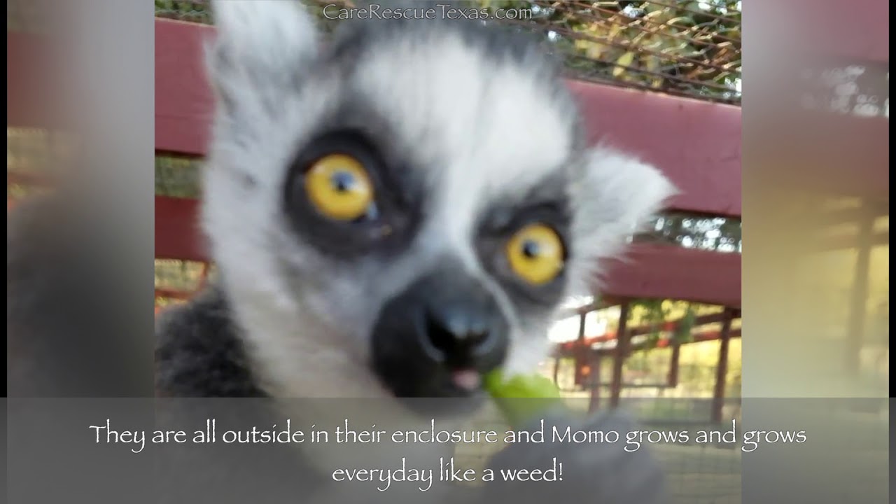 CARE Baby Lemur Rescue - Momo's Story - YouTube