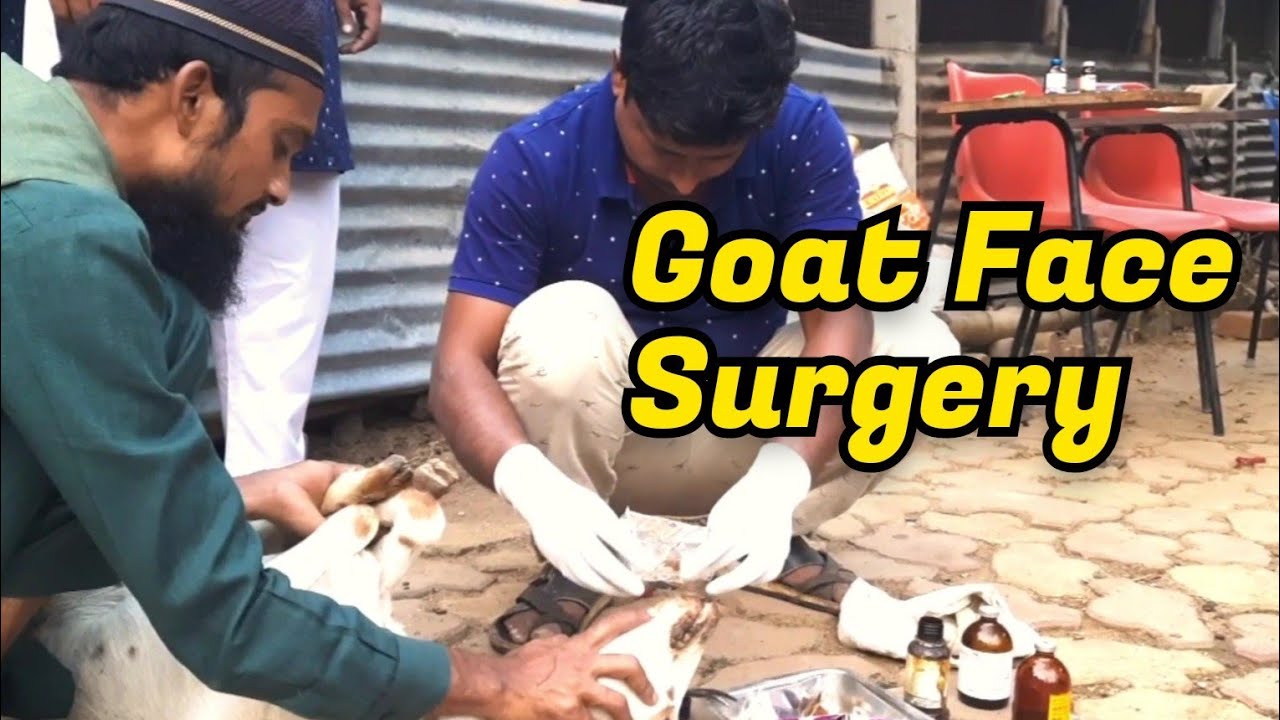 Goat Face Surgery | ছাগলের মুখের অপারেশন - YouTube