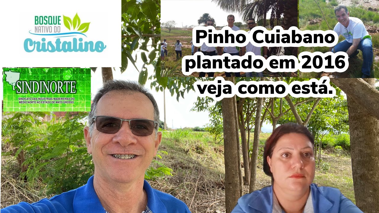 Plantação de Pinho Cuiabano. - YouTube