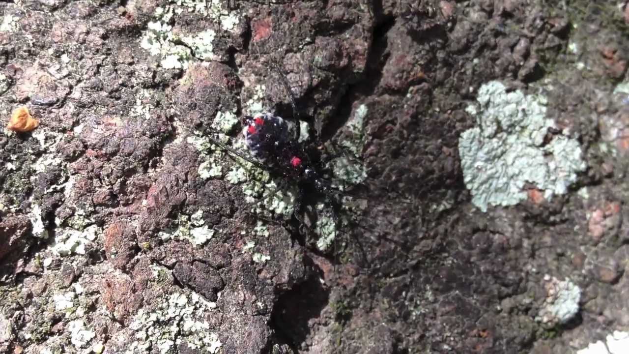 Japanese Assassin Bugs - YouTube