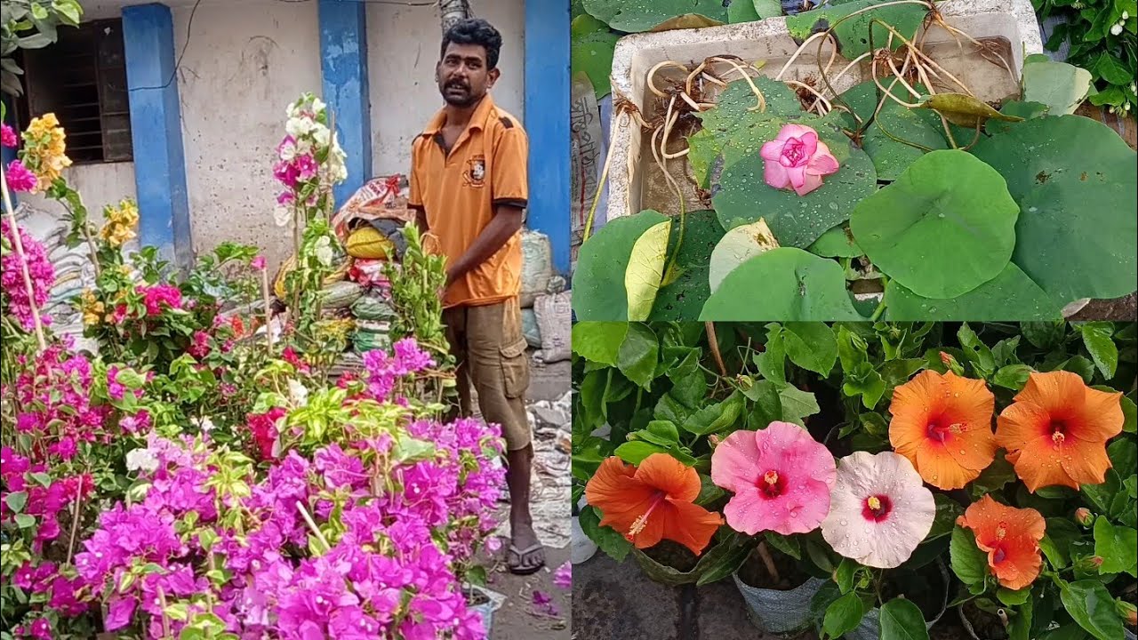 Madhabi Lata Lotus Plant Pune Variety Hibiscus & Other Plants At Flower ...