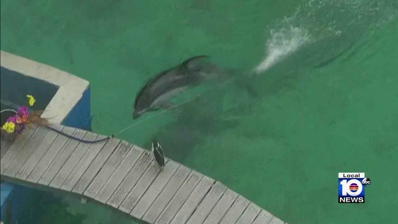 Activists hope Lolita’s death leads to release of Miami Seaquarium’s ...