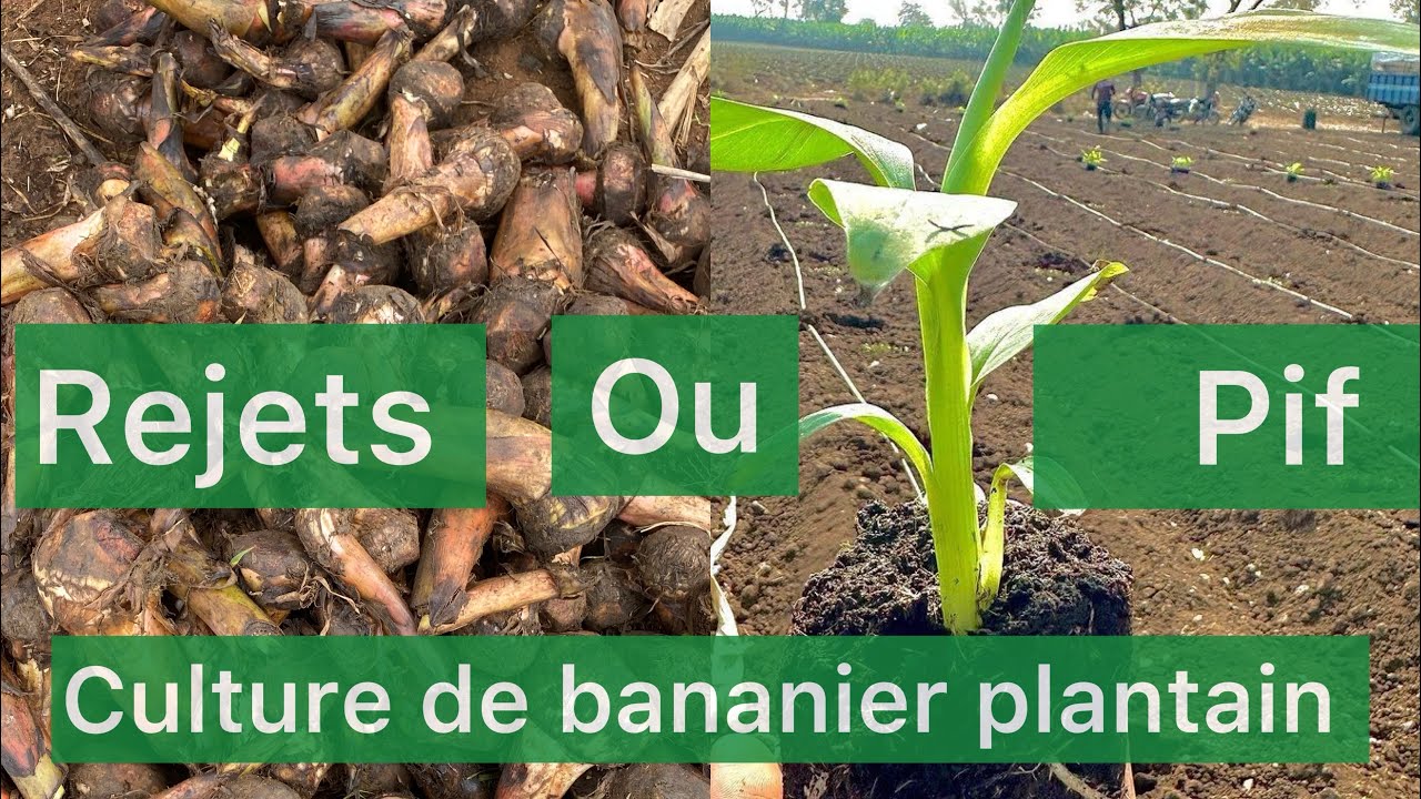VOICI LA DIFFERENCE ENTRE LE PIF ET LE REJET DU BANANIER PLANTAIN - YouTube