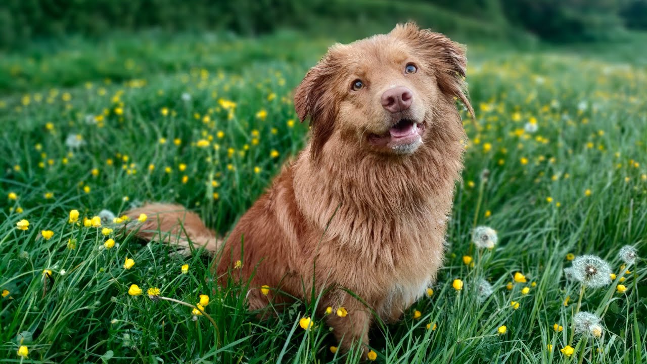 Live with Oti adventure Toller, evening country walk around Devon fields, splashy playtime too ...