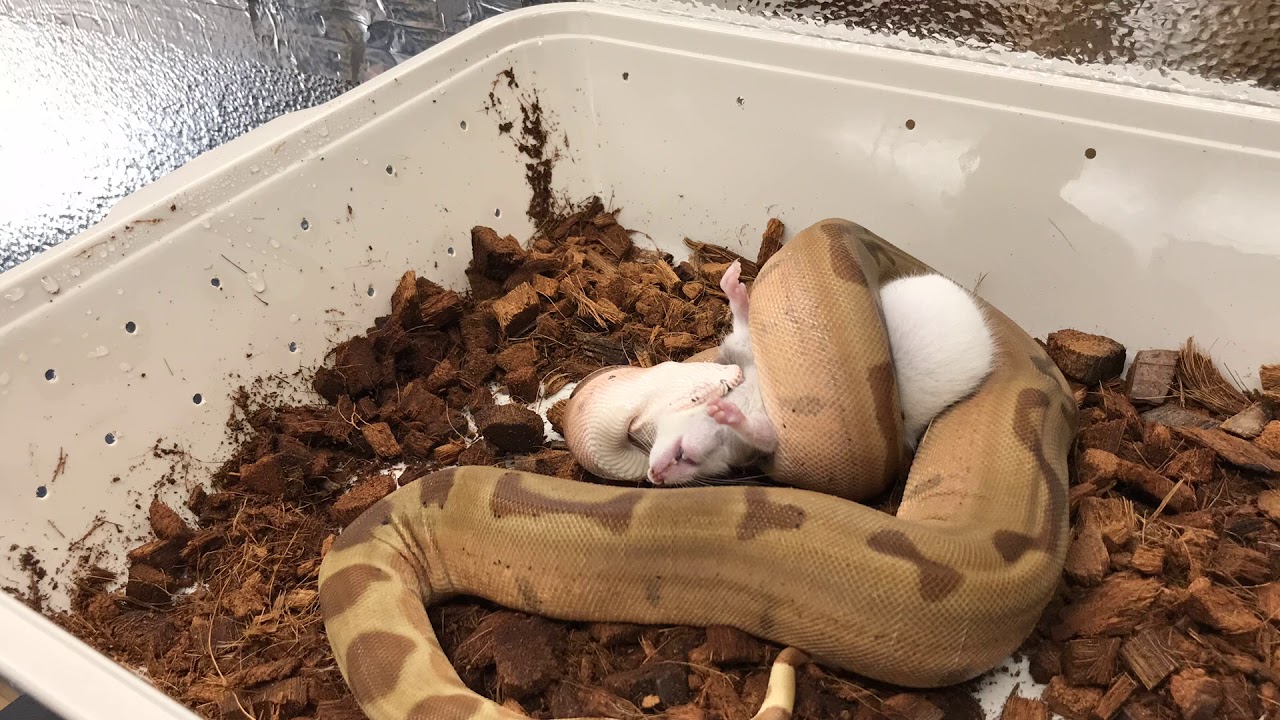 Boa Constrictor Feeding Timelapse - YouTube