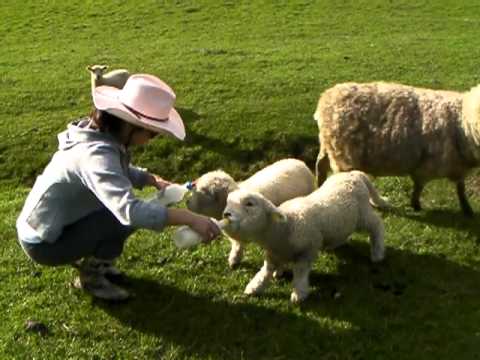 Pugsy feeding from a bottle - YouTube