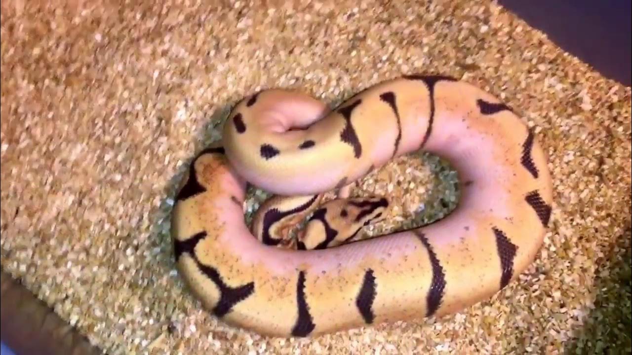 Ball Python Morph Spotlight: Fire Combos...and a Pastel Pied - YouTube