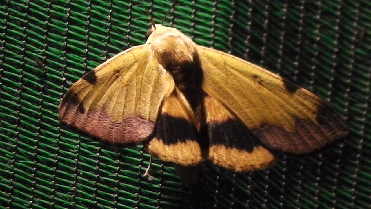 Moth Fluttering Around Lamp ☼ Ƹ̵̡Ӝ̵̨̄Ʒ - YouTube