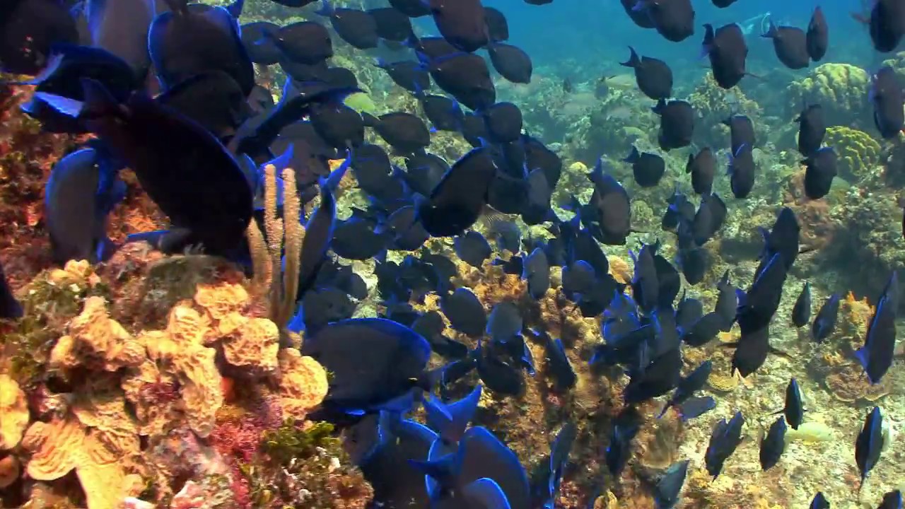 How to cryopreserve fish embryos and bring them back to life - Headline ...