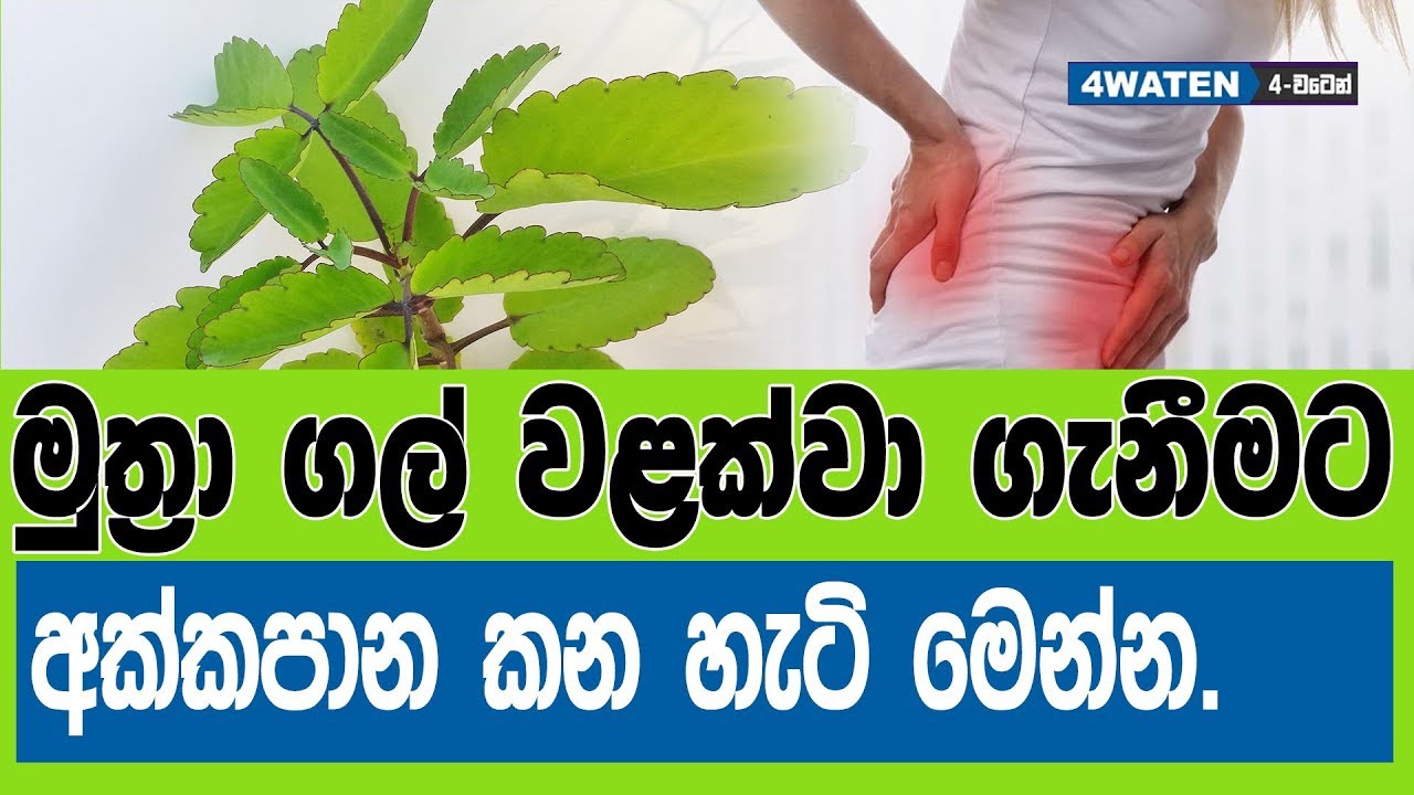 මුත්‍රාගල් වළක්වා ගැනීමට අක්කපාන කන හැටි මෙන්න : Akkapana for bladder ...