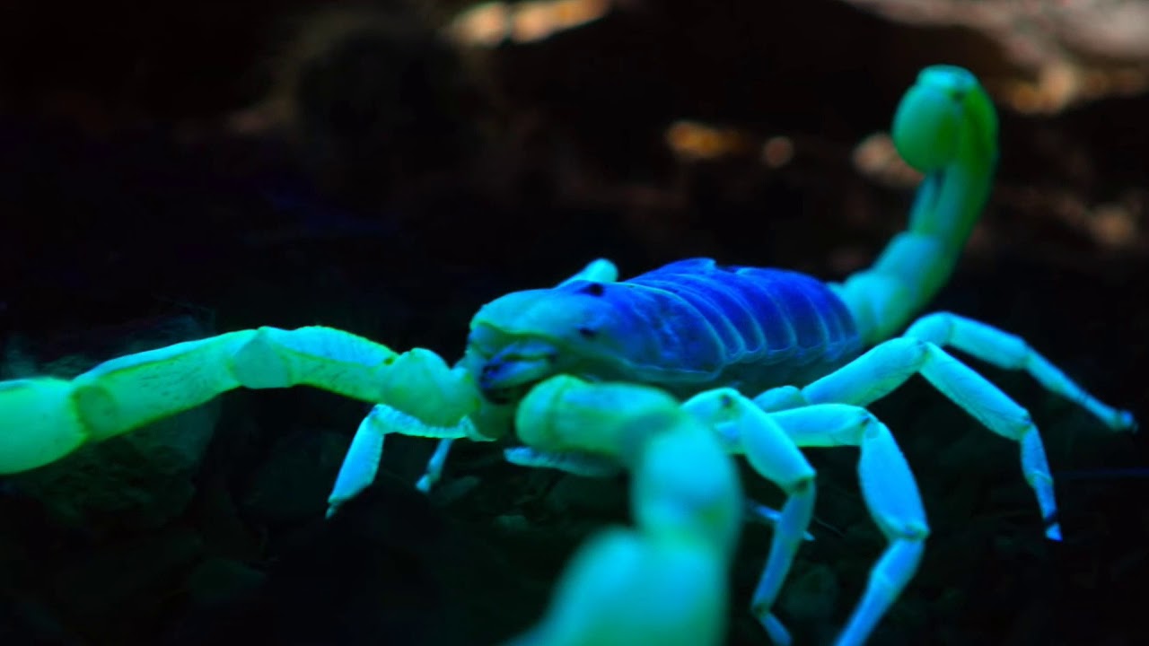 Mouse eats scorpion & howling (2020) HD - YouTube