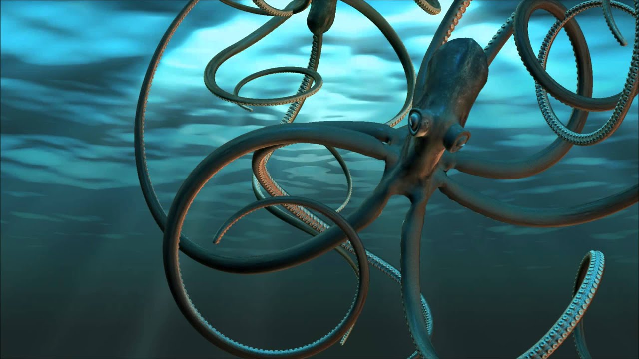 octopus haven - YouTube