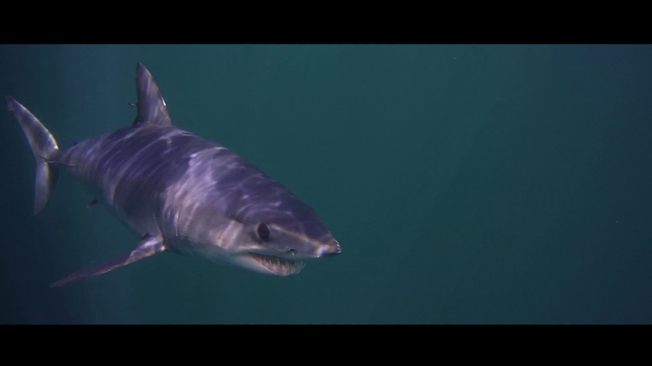 Food/Chain. Mako Shark Short Video (Ryan Walton 2017) - YouTube