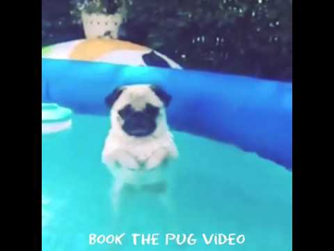 Funny Pug swimming in the pool. Мопс купается в бассейне. - YouTube