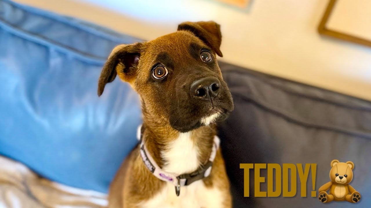 This is Teddy. But you can call him yours! - YouTube
