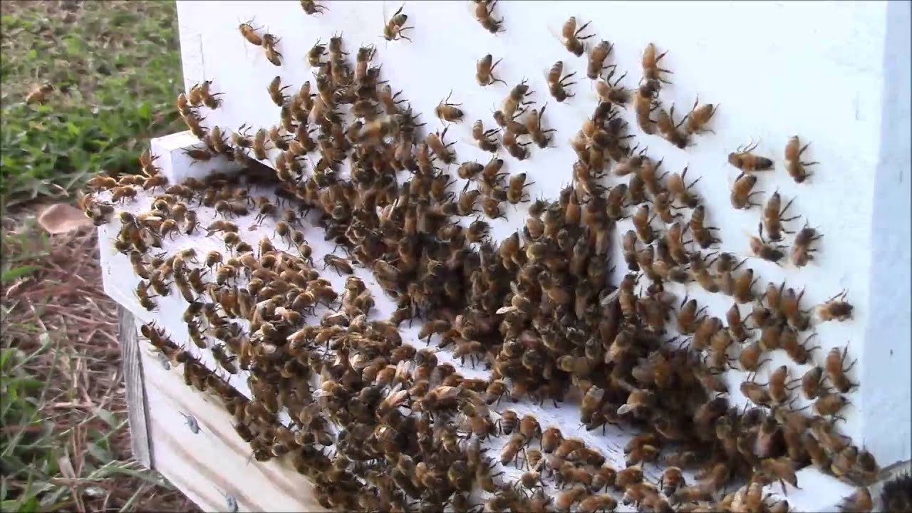 Honey bees on front of hives - YouTube