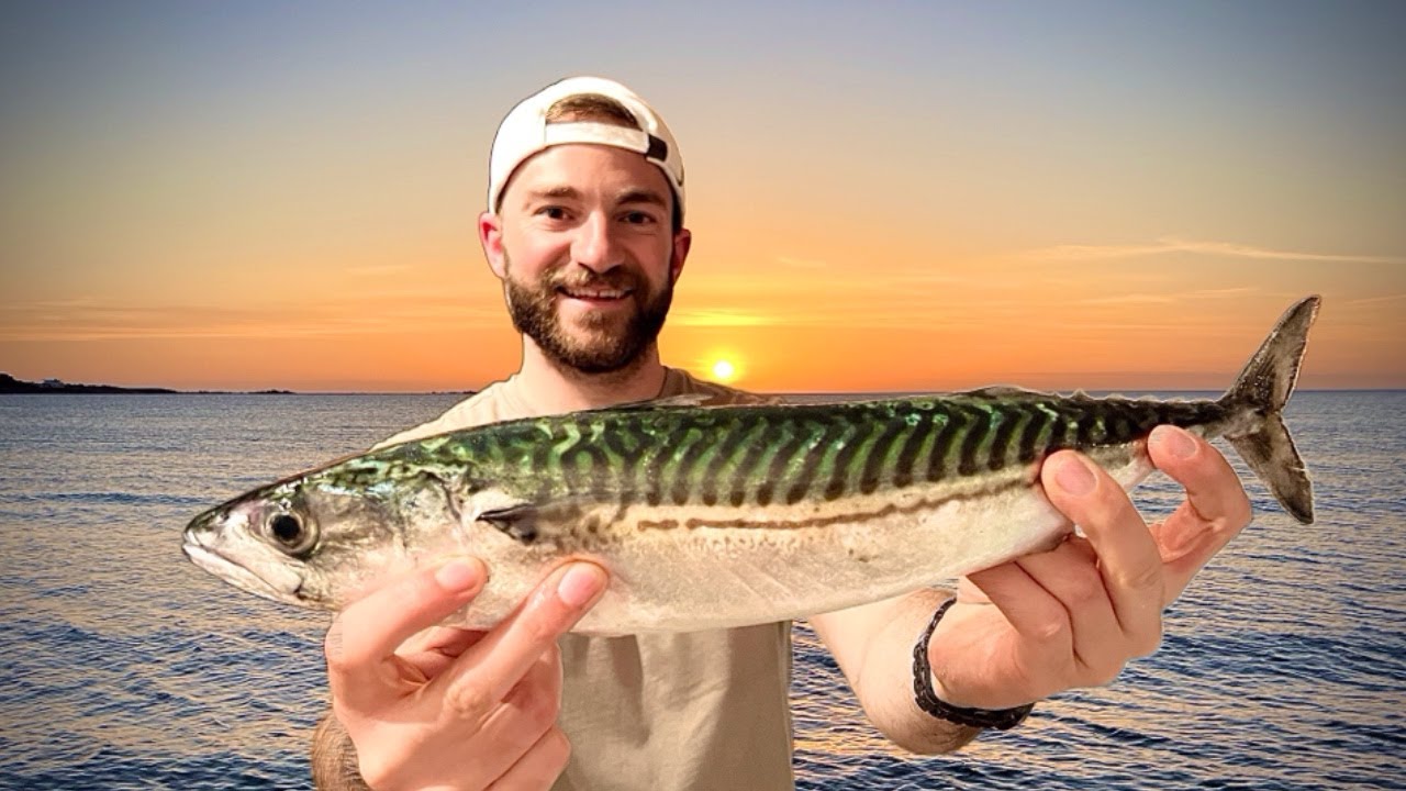 Catching A HUGE Mackerel for Food! UK Mackerel Catch & Cook - YouTube