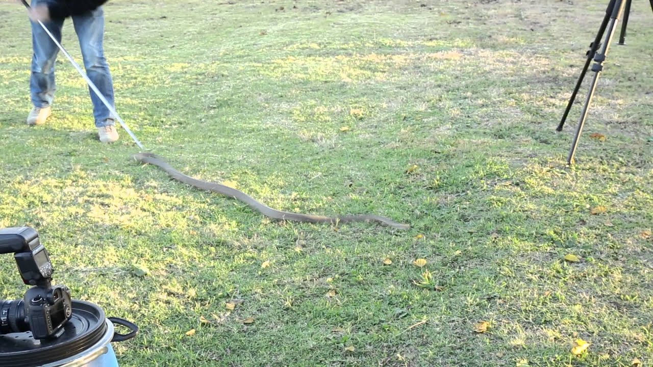 Michael Black mamba - YouTube