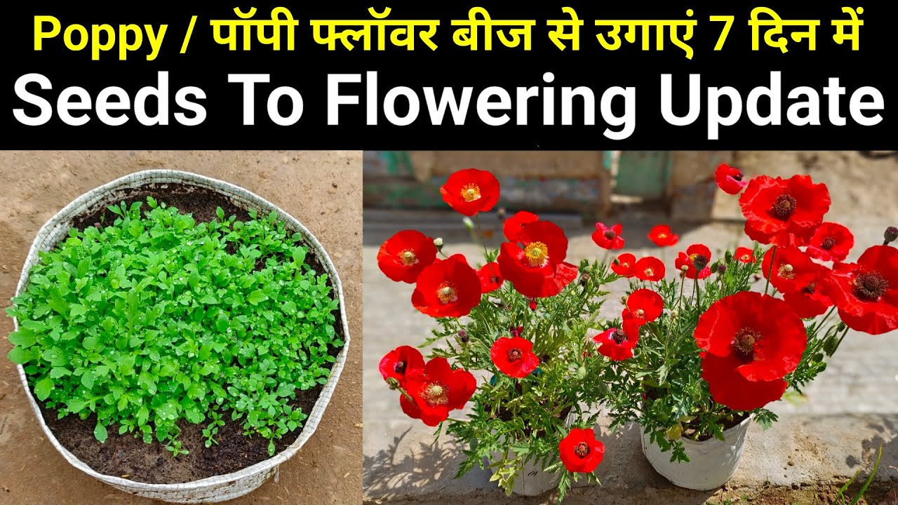 सितंबर - अकतूबर मे पॉपी फ्लावर बीज से उगाये / How To Grow Poppy Flower ...