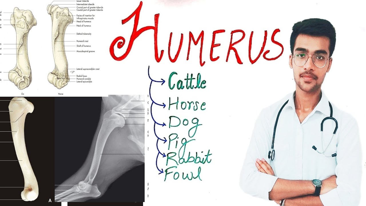 Dog Humerus