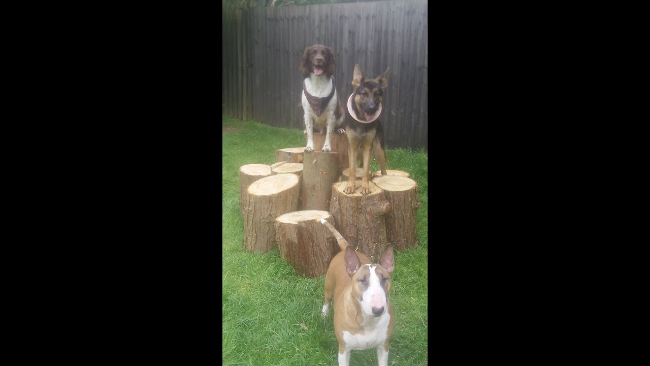 Nutters English Bull Ruby, Labrador, Springer & Shepherd Sandy Flynn ...
