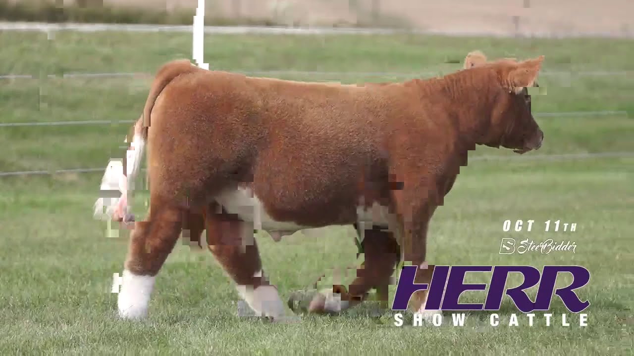 HERR SHOW CATTLE 2020 - YouTube