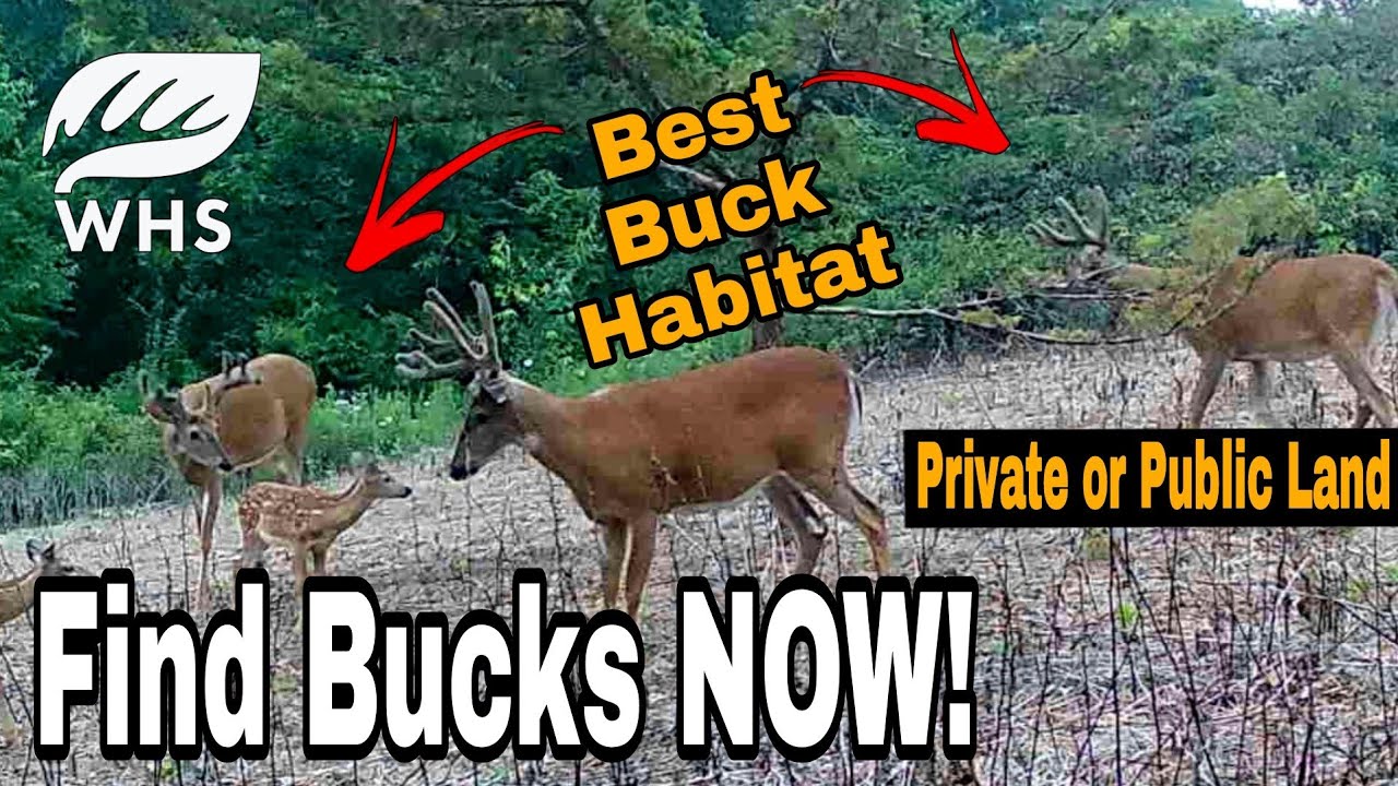 Best Fall Buck Habitat and Bedding - YouTube