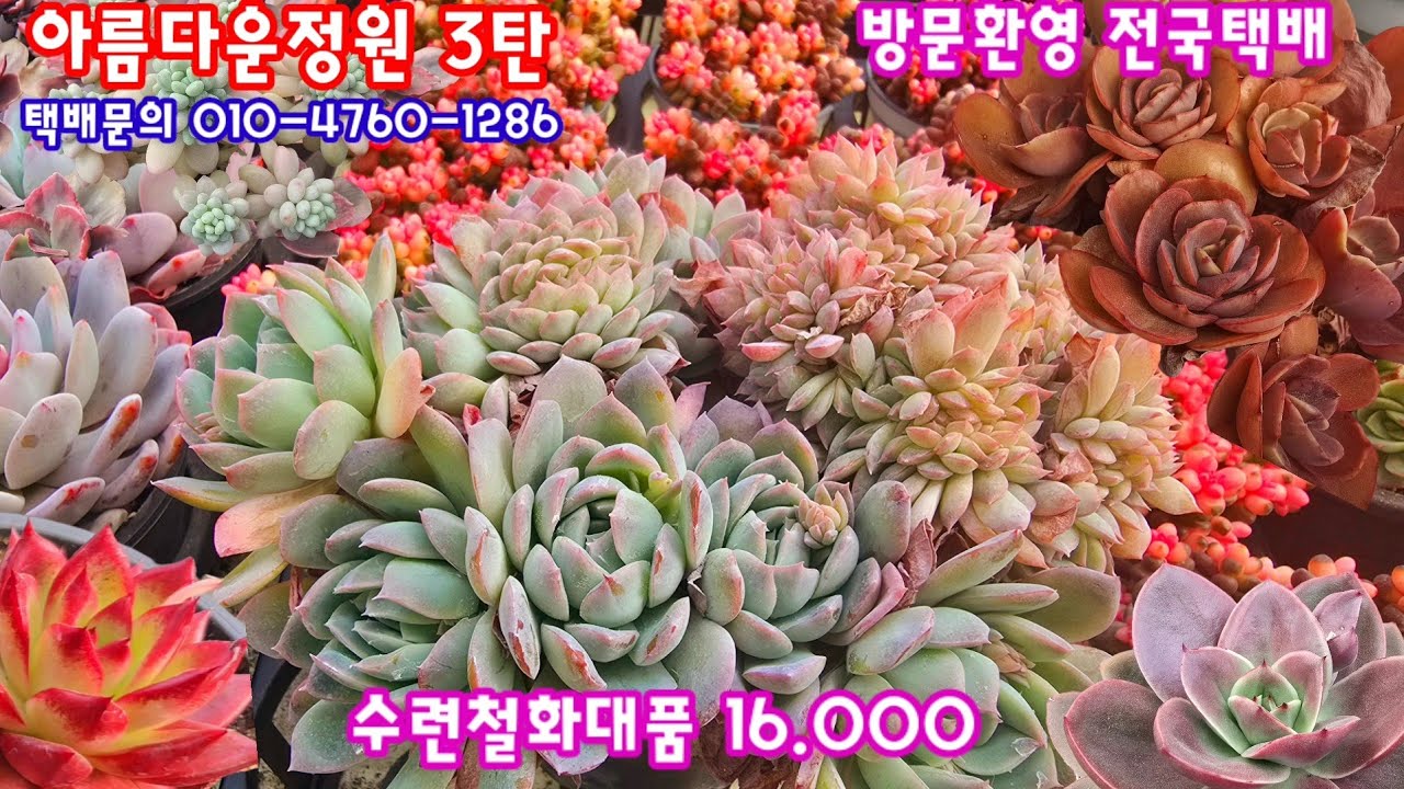 아름다운정원 3탄 국민다육 창다육 묵은둥이 착한가격에 찜하세요5만원이상 선물증정 ♡메이플 ♡핑크베리♡누다♡흑장미♡베반의장미♡리얼레드♡송옆국♡뷰티마을♡로즈락금♡해라♡피치