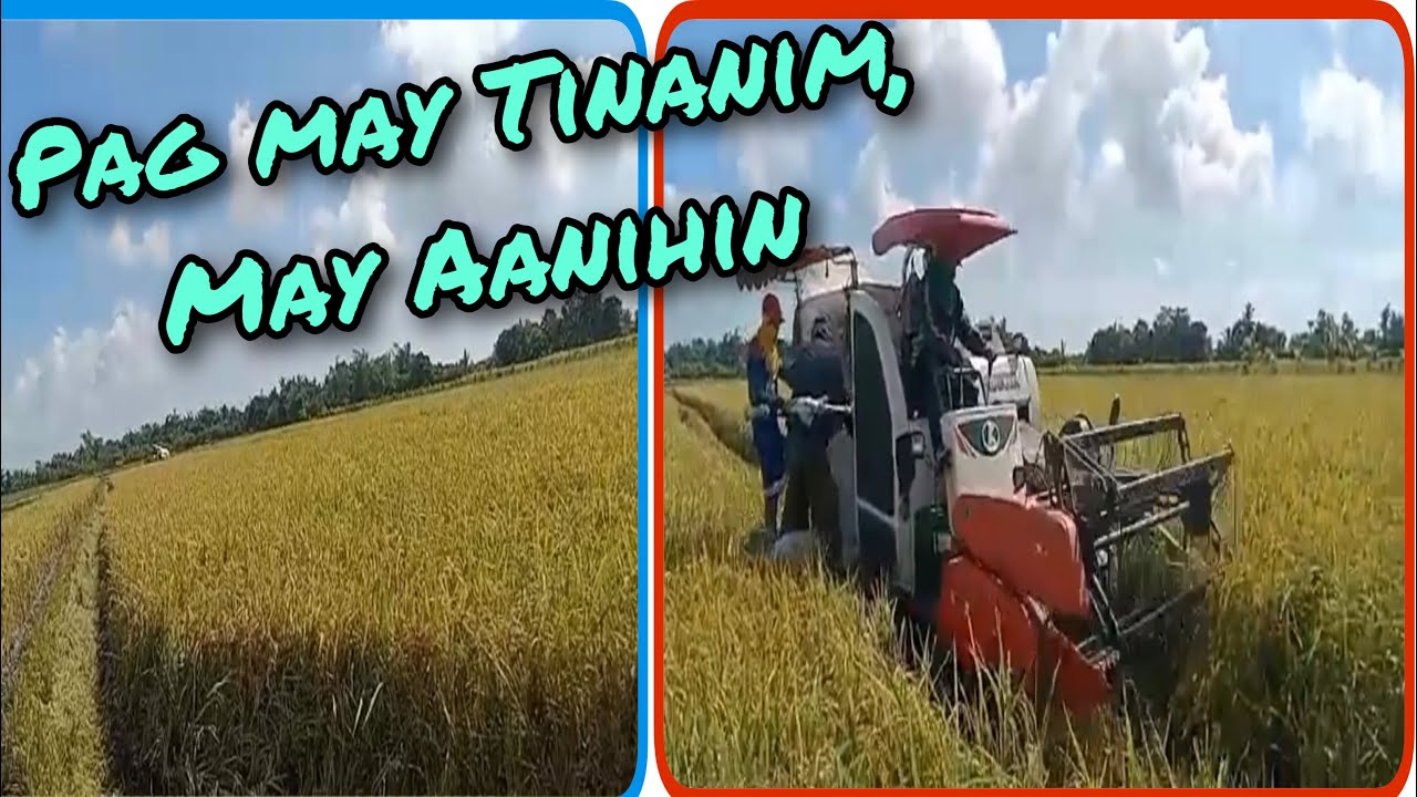 Pag may tinanim, May Aanihin #riceharvester - YouTube