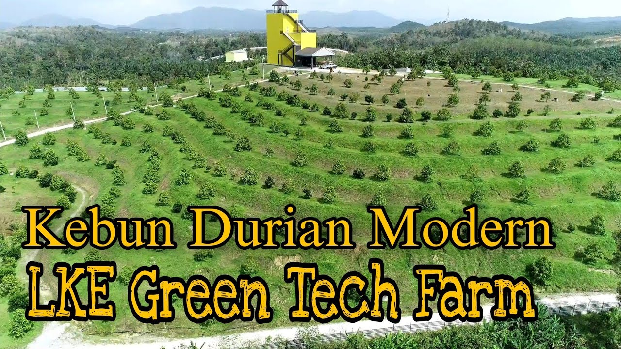 Kebun Durian Modern LKE Grenn Tech Farm - YouTube