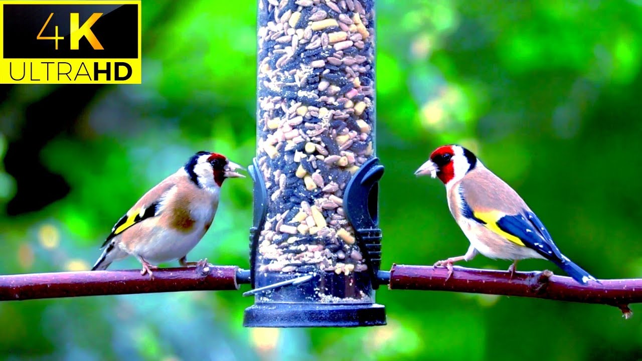 Forest In 4K HD | The Healing Power Of Nature Bird Sounds | Forest ...