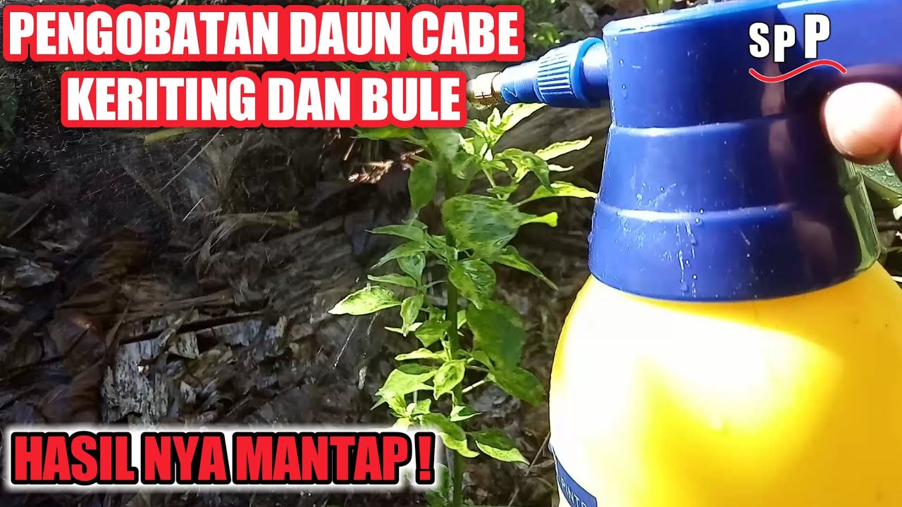 sobat petani pemula wajib tau ! CARA PENGOBATAN DAUN CABE YANG KERITING ...