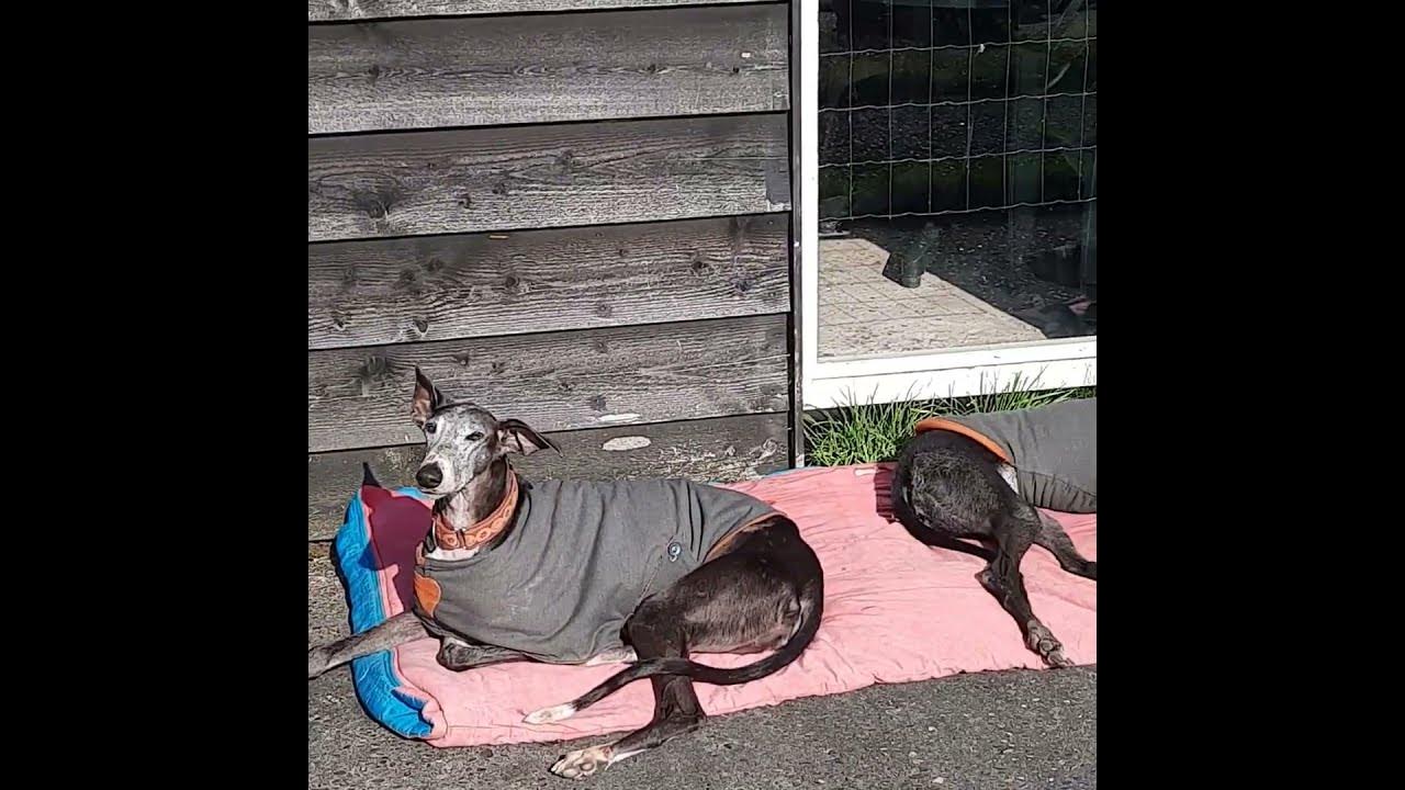 Stichting Hobodogs: Mori in NL (1) - YouTube