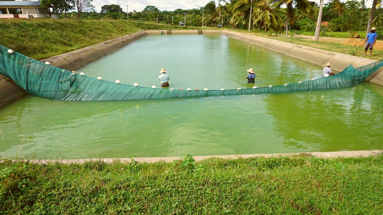 Amazing harvest of 20 day old common carp fish gained from a successful ...