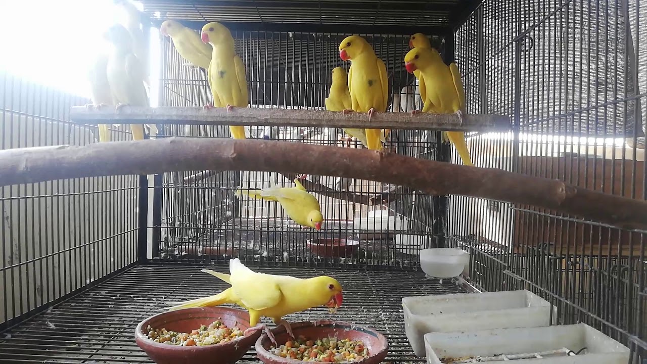 Most Beautiful and expensive Yellow Ringneck Parrots | Indian Ringneck ...