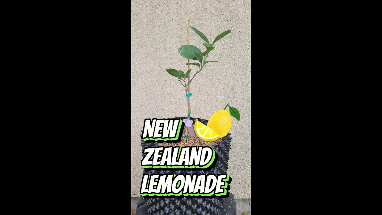New Zealand Lemonade - YouTube