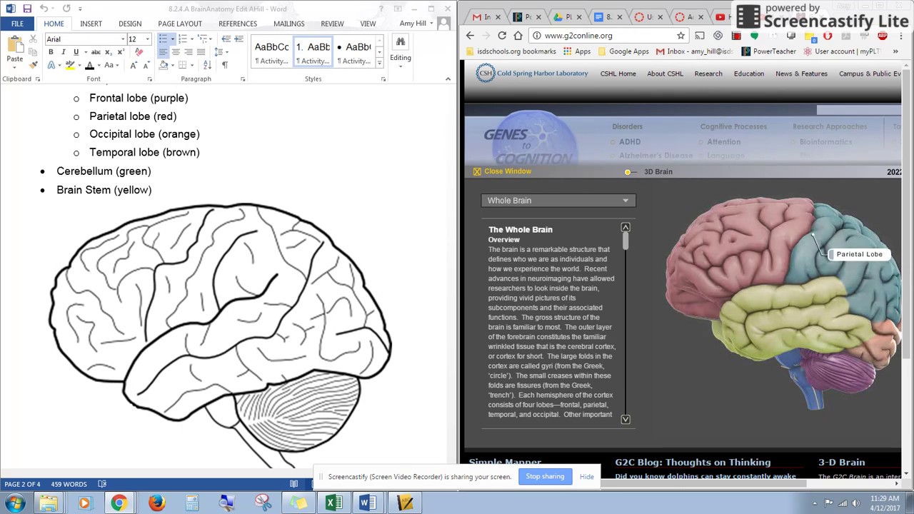 How to draw shapes using Microsoft Word to label your brain picture ...