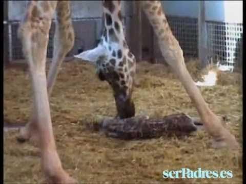 Nacimiento de una jirafa en Bioparc Valencia en directo - YouTube