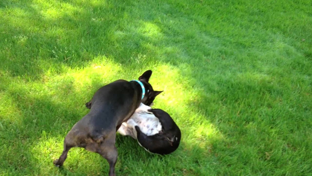 Extreme dog fighting -- this may be hard to watch - YouTube