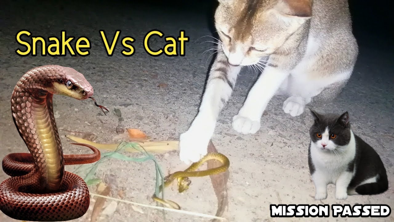 Cat Vs Snake | Fight Moment | Fight To The Dead | Snake Dead - YouTube