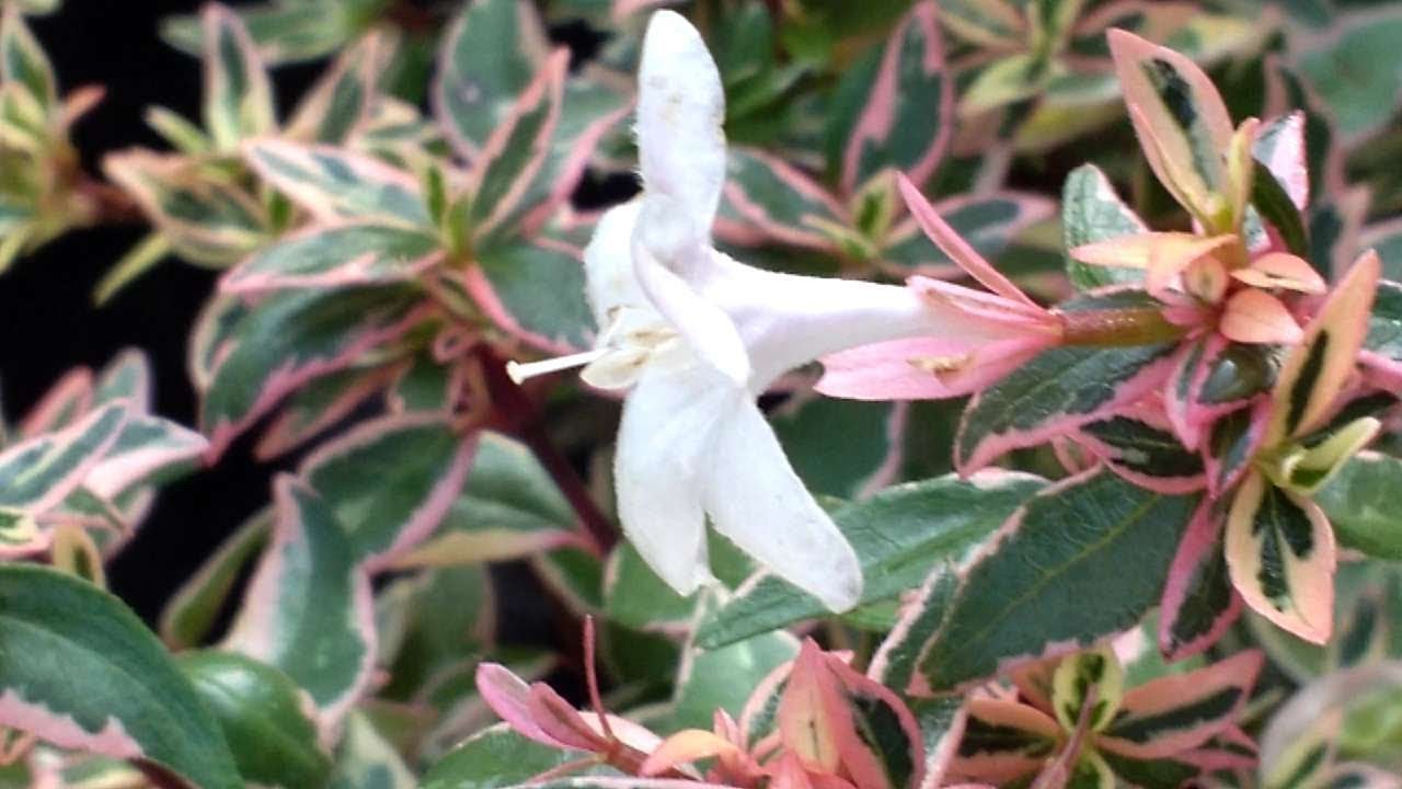 Abelia Grandiflora Variegata - YouTube