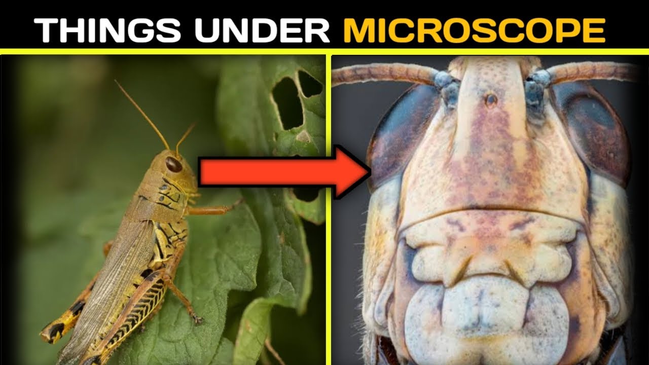 Things Under Microscope 😲 | Amazing Random Facts in Hindi 🤯 - YouTube