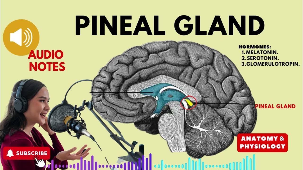 Pineal Gland: Location, Hormones, and Functions. Audio Notes. - YouTube