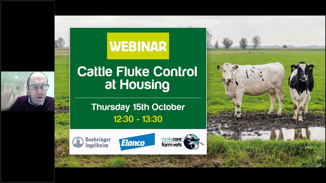 Cattle Fluke Control at Housing - YouTube