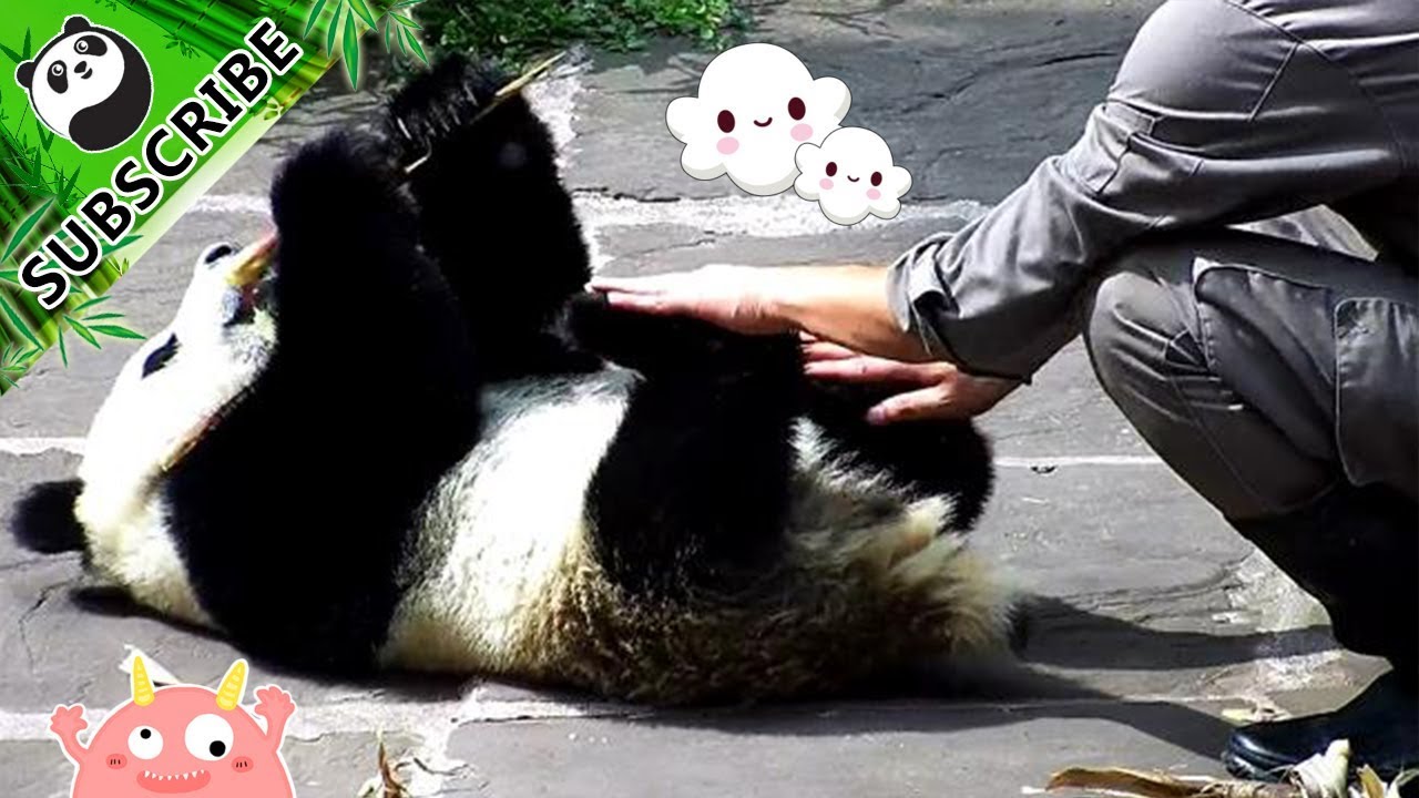 Hey cute little panda paws, let’s high five! - YouTube