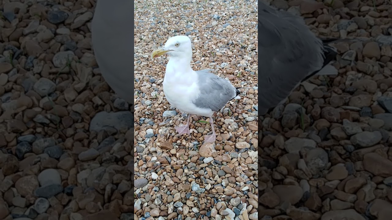 Seagull with signs of arthritis 🦅♿ - YouTube