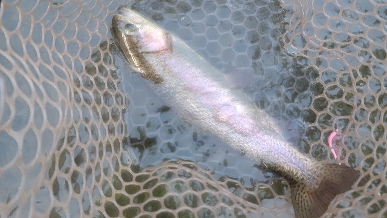 Pennsylvania Pa Delayed Harvest Stream Trout Fishing - YouTube